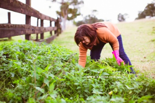 A Winter weed foraging feast : A Guest Post By Little Eco Footprints ...