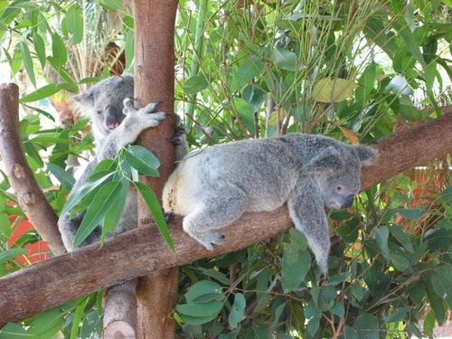 How Does Climate Change Impact Koalas? | 1 Million Women