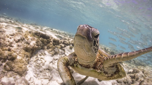 Grumpy Turtles: Harriet Spark is on a mission to give a voice to our ...