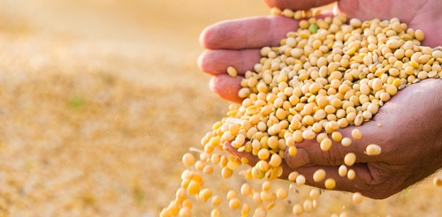 The Truth About Soy | 1 Million Women