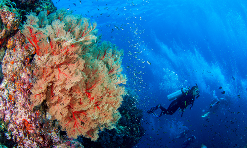 What’s the Economic Value Of The Great Barrier Reef? It’s Priceless | 1 ...