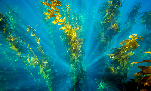 Ever heard of ocean forests? They're larger than the Amazon and more ...