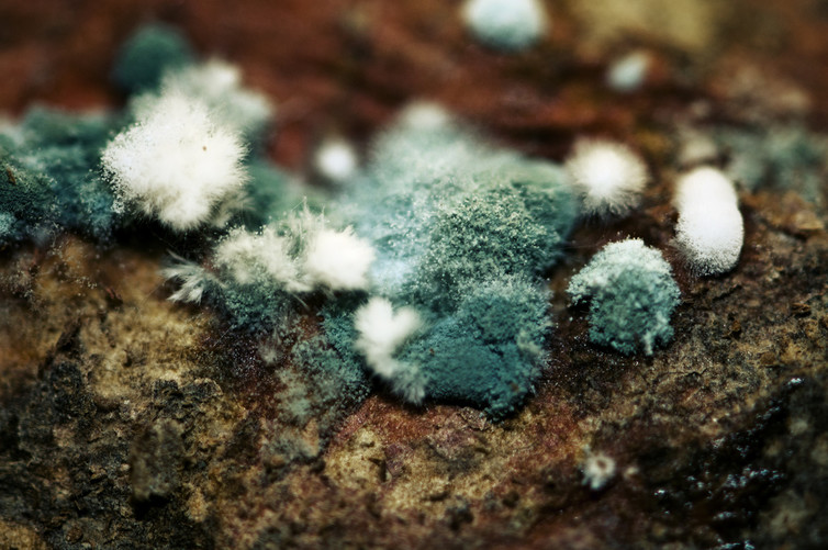 Is It Safe To Cut Mould Off Food? | 1 Million Women