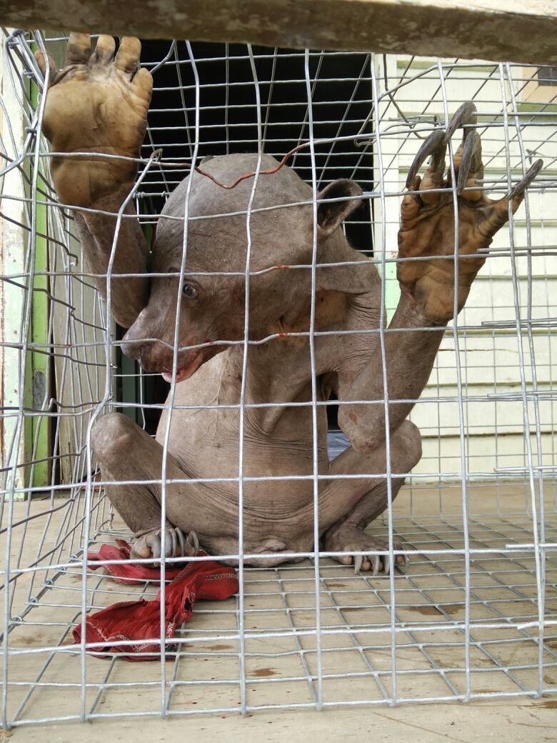 The sun bear in the heartbreaking viral video has been rescued ! | 1 ...